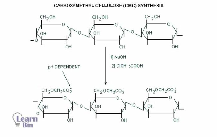 What Is Carbohydrate - A Scientific Discussion | Learnbin