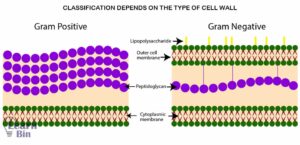 Bacteria Kingdom - Bacteria Kingdom Characteristics And Classification ...
