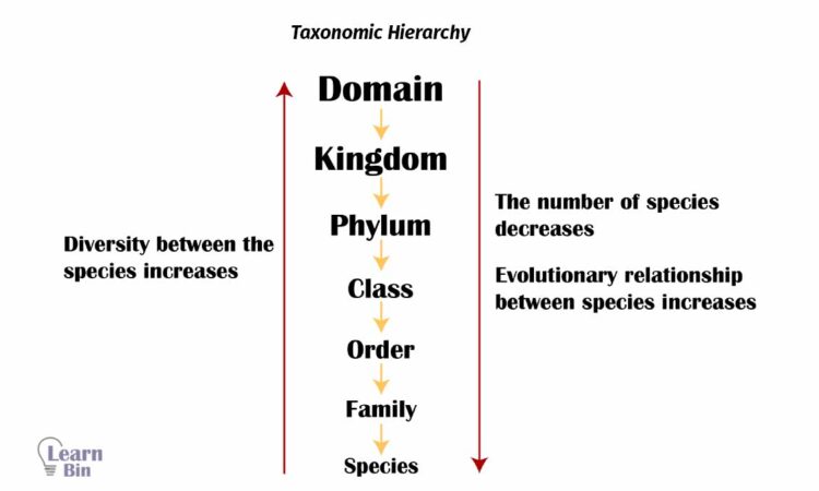 Three Domains Of Life - Classification Of Organisms | Learnbin