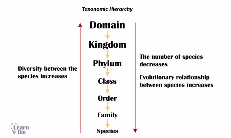 Three Domains Of Life - Classification Of Organisms | Learnbin