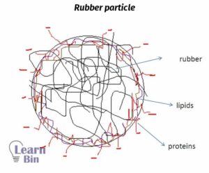Latex Technology - What Is Wet Rubber | Learnbin