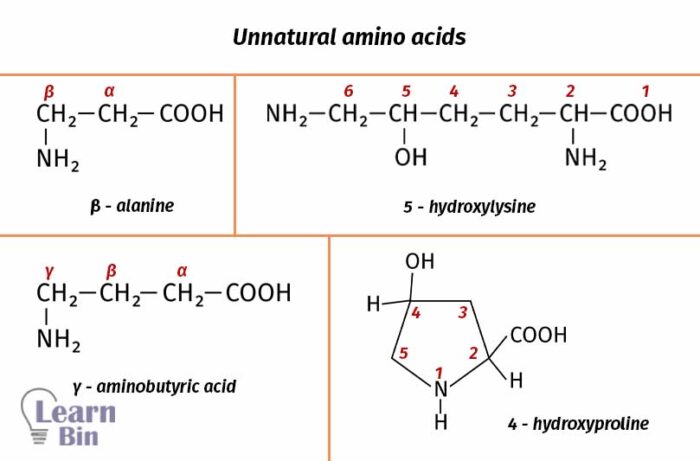 Introduction To Amino Acids - The Building Blocks Of Protein | Learnbin