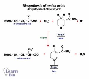 Synthesis Of Amino Acids | Learnbin