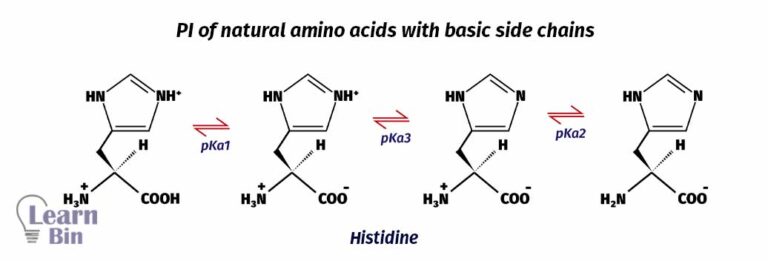 Physiochemical Properties Of Amino Acids | Learnbin