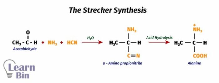 Synthesis Of Amino Acids | Learnbin