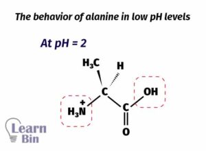 Physiochemical Properties Of Amino Acids | Learnbin