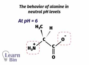 Physiochemical Properties Of Amino Acids | Learnbin