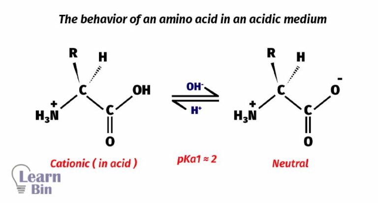 Physiochemical Properties Of Amino Acids | Learnbin