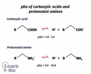 Physiochemical Properties Of Amino Acids | Learnbin
