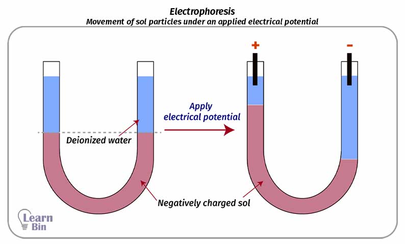 Colloidal Systems - What Are Colloidal Solutions? | Learnbin