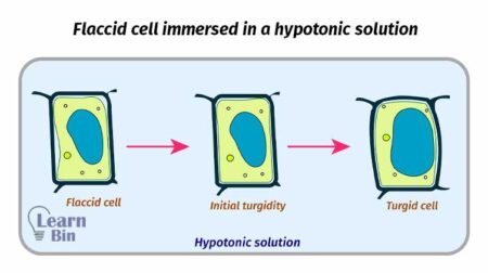 Turgid Cells And Flaccid Cells - Water Transport In Plants | Learnbin