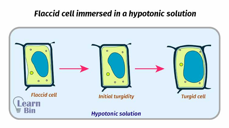 Turgid Cells And Flaccid Cells - Water Transport In Plants | Learnbin