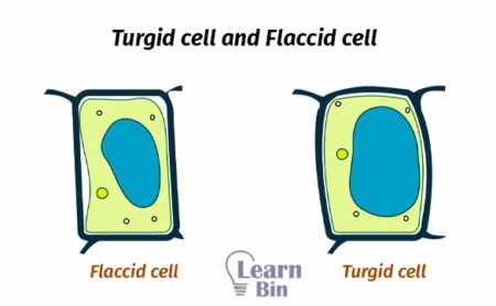Turgid Cells And Flaccid Cells - Water Transport In Plants | Learnbin