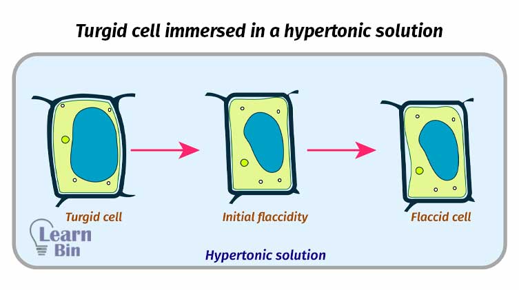 Turgid Cells And Flaccid Cells - Water Transport In Plants | Learnbin