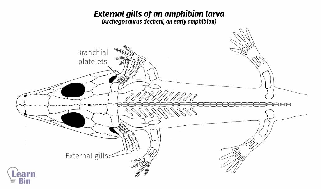 Gas Exchange In Animals | Specialized Respiratory Organs And Structures ...