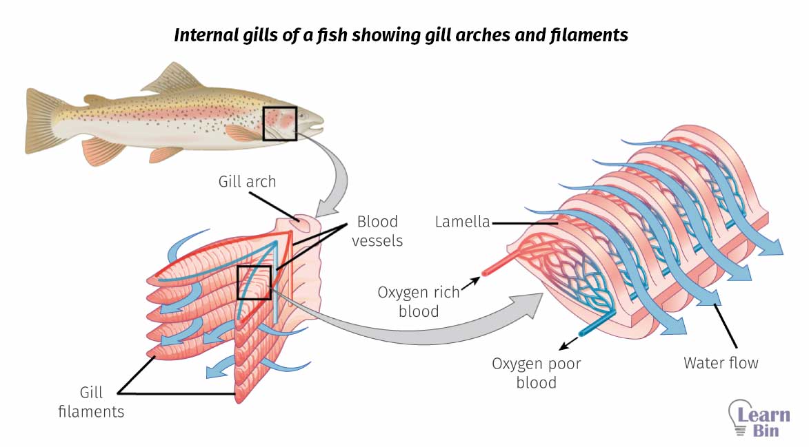 Gas Exchange In Animals | Specialized Respiratory Organs And Structures ...