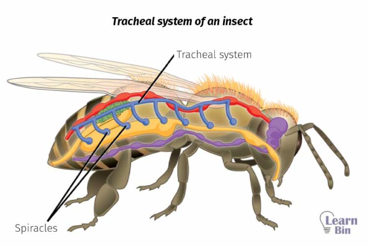 Gas Exchange In Animals | Specialized Respiratory Organs And Structures ...