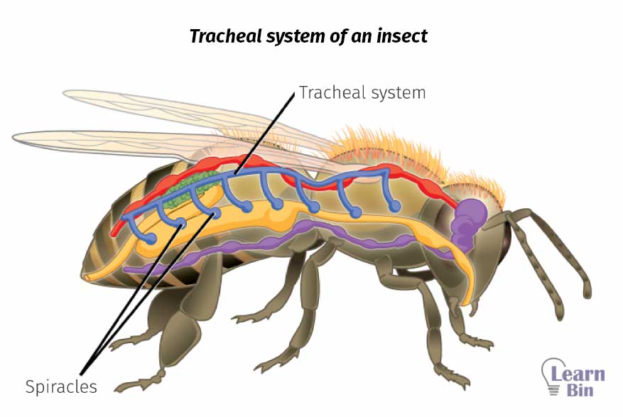 Gas Exchange In Animals | Specialized Respiratory Organs And Structures ...